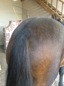 Dermite estivale: Cause, prévention et traitement - Pur Cheval